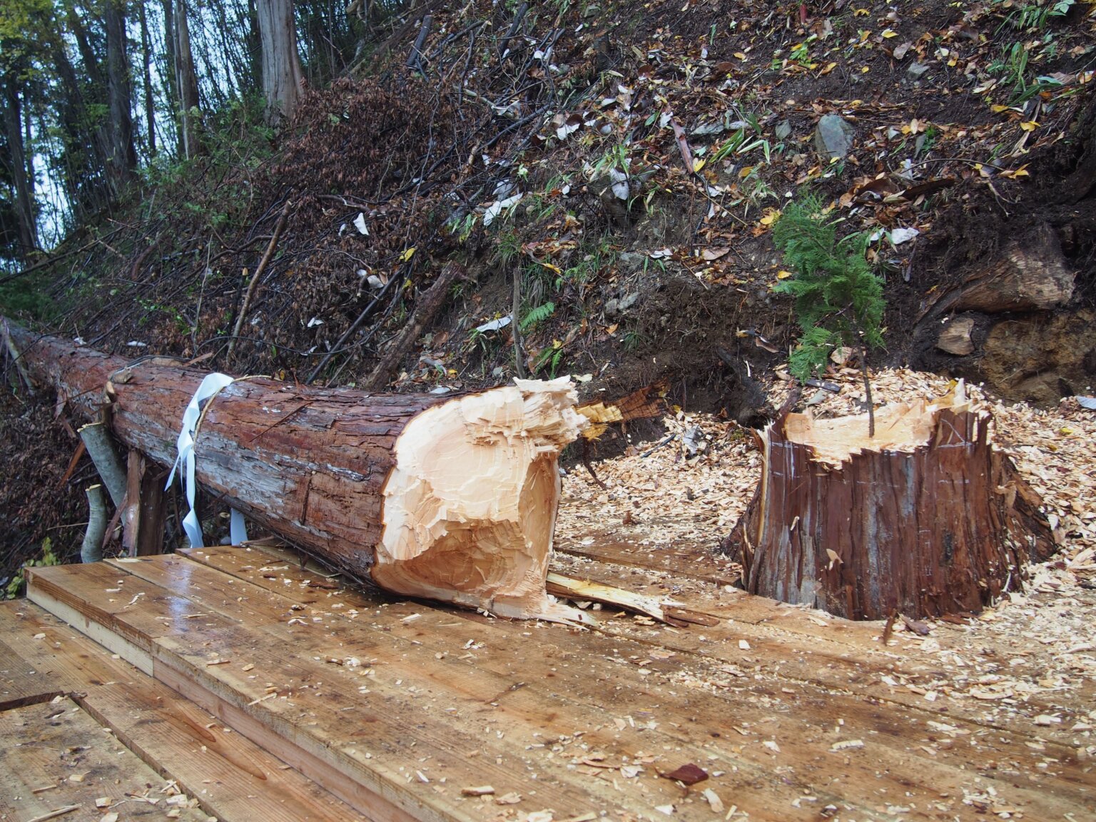 2月16日(日）20年に一度の祭り 「御神木祭」って何？in上松町 | 木曽移住定住ポータルサイト | KISO KURASHi | わたしらしく くらすしあわせ